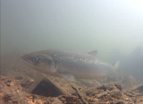 Atlantic salmon | The Wildlife Trusts