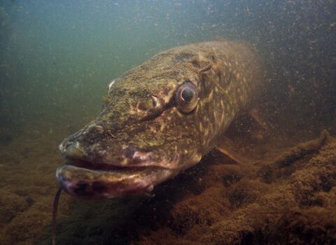 Pike | The Wildlife Trusts