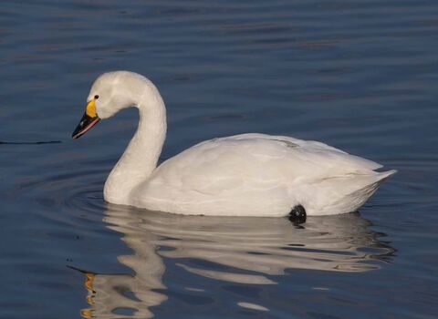 Bewick's swan | The Wildlife Trusts