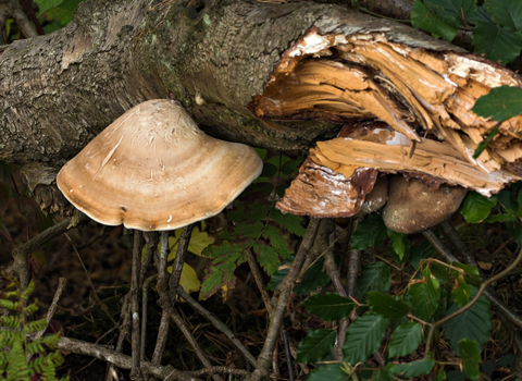 Birch polypore | The Wildlife Trusts