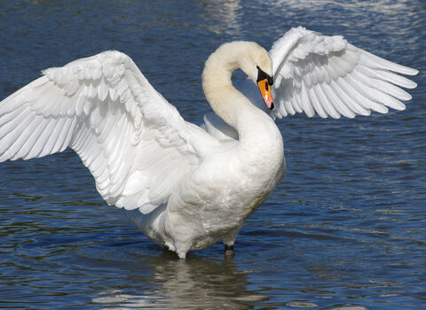 Mute swan | The Wildlife Trusts