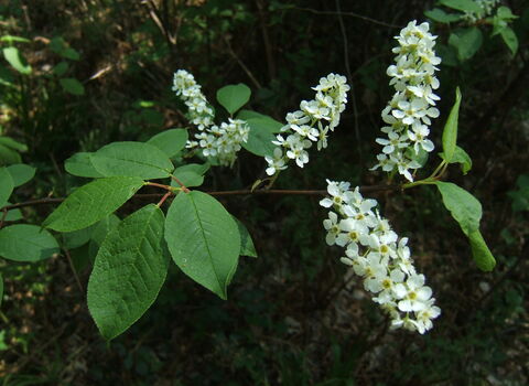 Bird cherry | The Wildlife Trusts