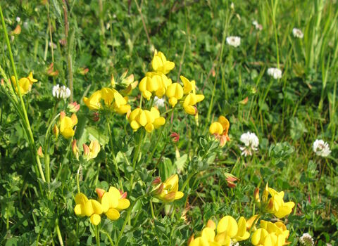 Common bird's-foot-trefoil | The Wildlife Trusts