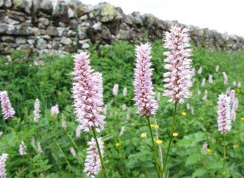 Common bistort | The Wildlife Trusts