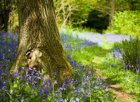 Spanish or native bluebell | The Wildlife Trusts