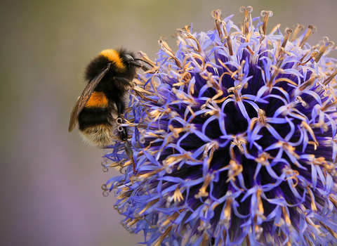 Buff-tailed bumblebee | The Wildlife Trusts