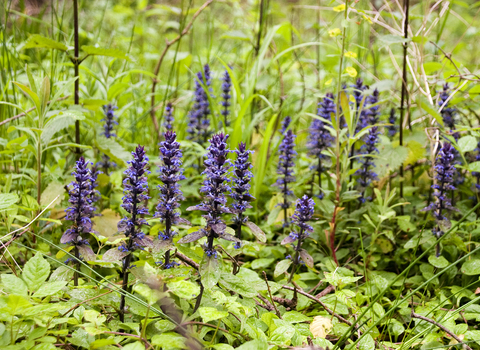Bugle | The Wildlife Trusts