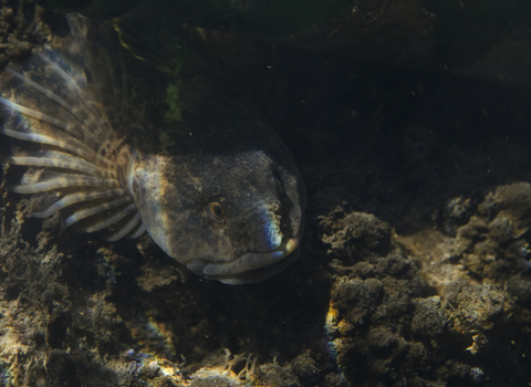 Bullhead | The Wildlife Trusts