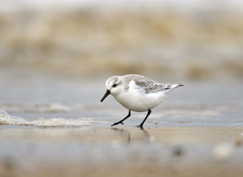 Sanderling | The Wildlife Trusts