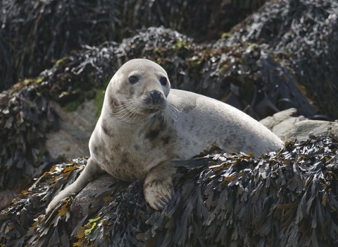 Grey seal | The Wildlife Trusts
