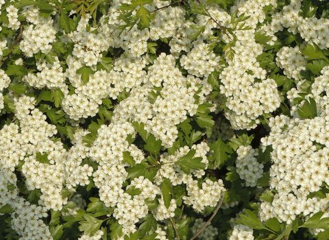 Common hawthorn | The Wildlife Trusts