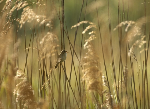 Common reed | The Wildlife Trusts