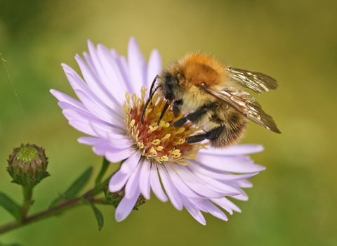 Common carder bee | The Wildlife Trusts