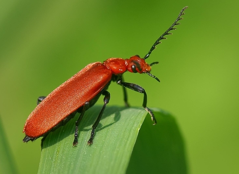 Red-headed cardinal beetle | The Wildlife Trusts