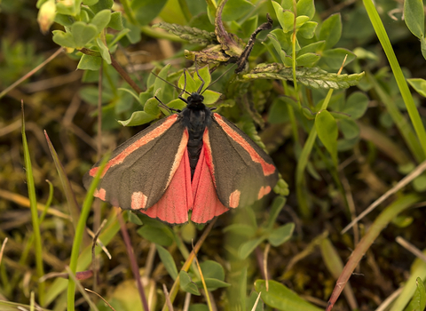 Cinnabar | The Wildlife Trusts