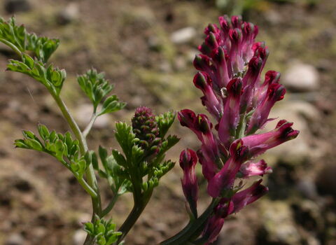 Common fumitory | The Wildlife Trusts