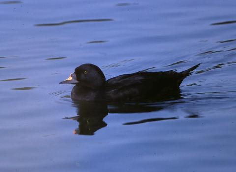 Common scoter | The Wildlife Trusts