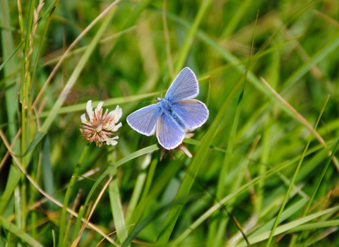 Common blue | The Wildlife Trusts