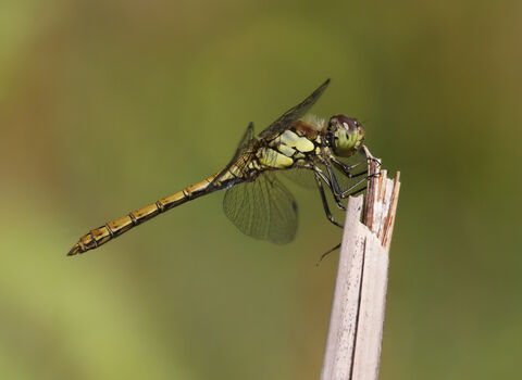 Common darter | The Wildlife Trusts