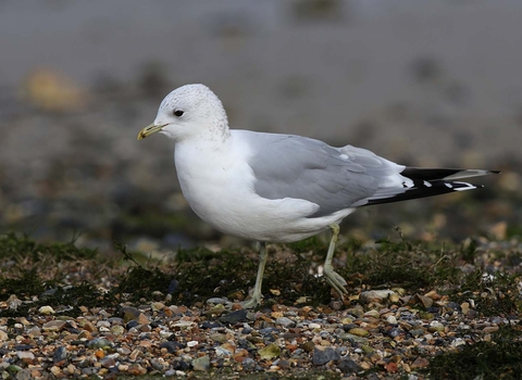 Common gull | The Wildlife Trusts