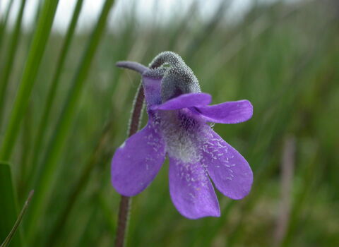 Common butterwort | The Wildlife Trusts