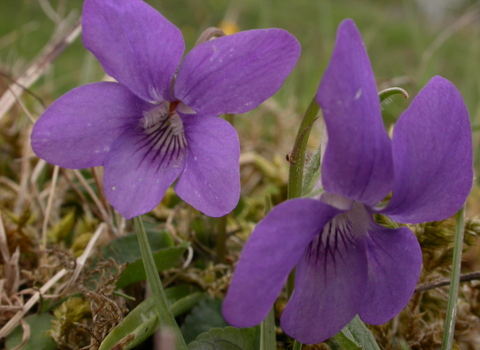 Common dog-violet | The Wildlife Trusts