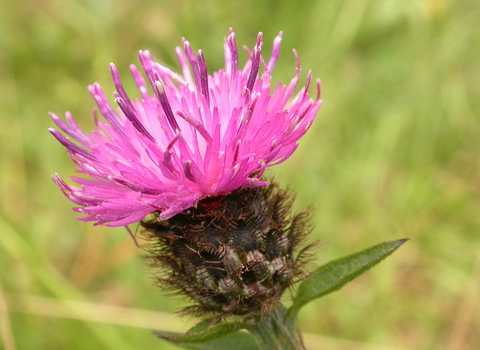 Common knapweed | The Wildlife Trusts