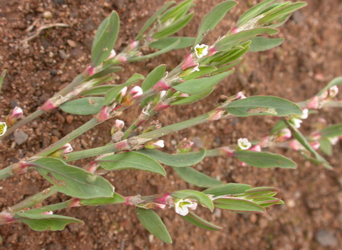 Common knotgrass | The Wildlife Trusts