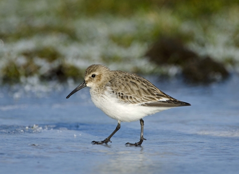Dunlin | The Wildlife Trusts