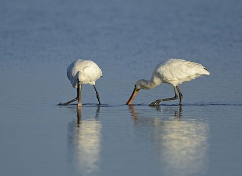 European spoonbill | The Wildlife Trusts