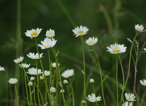 Common daisy | The Wildlife Trusts