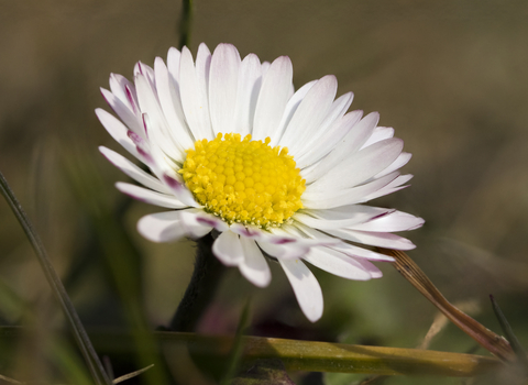 Common daisy | The Wildlife Trusts