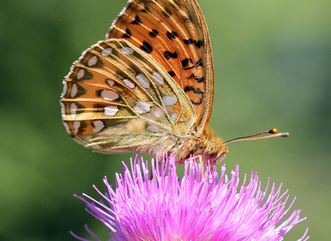 Dark green fritillary | The Wildlife Trusts