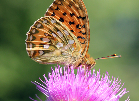 Dark green fritillary | The Wildlife Trusts