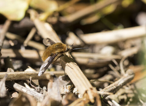 Dark-edged bee-fly | The Wildlife Trusts