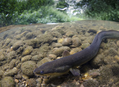 Eel | The Wildlife Trusts