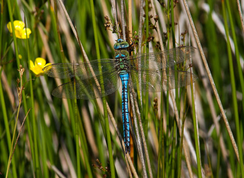 Emperor dragonfly | The Wildlife Trusts