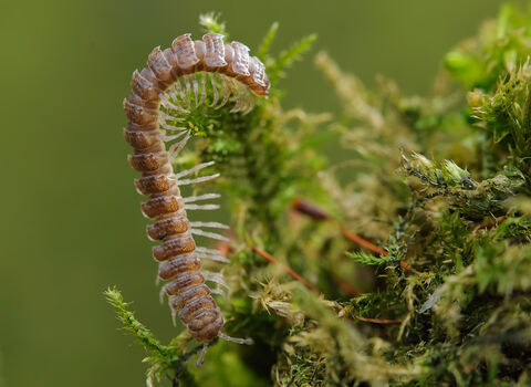 Flat-backed millipede | The Wildlife Trusts