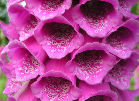 Foxglove | The Wildlife Trusts