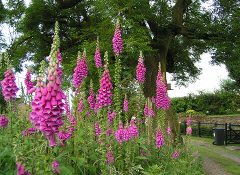 Foxglove | The Wildlife Trusts