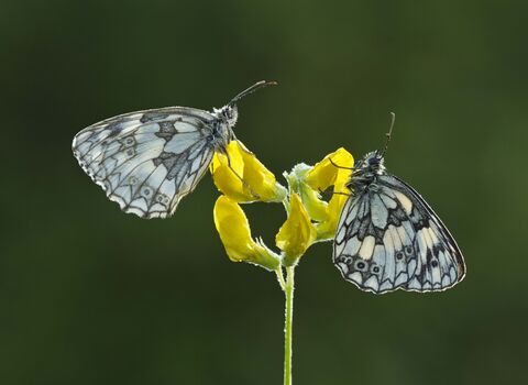 Marbled white | The Wildlife Trusts