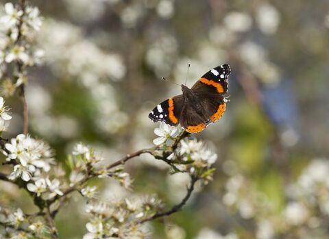 Red admiral | The Wildlife Trusts