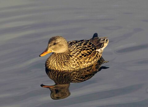 Gadwall | The Wildlife Trusts