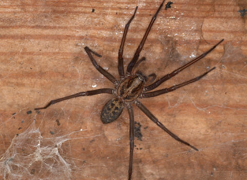 Giant house spider | The Wildlife Trusts