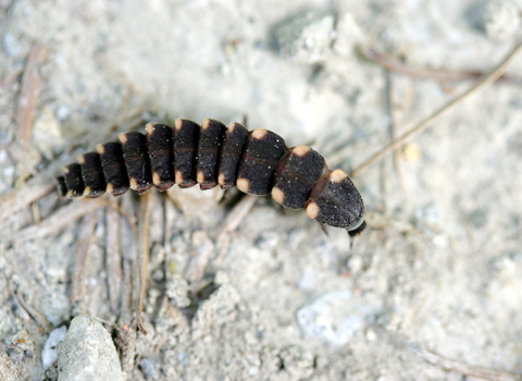 Glow-worm | The Wildlife Trusts