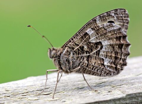 Grayling | The Wildlife Trusts
