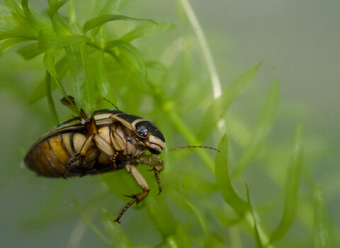Great diving beetle | The Wildlife Trusts