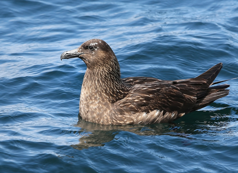 Great skua | The Wildlife Trusts