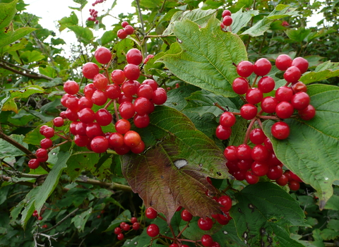 Guelder-rose | The Wildlife Trusts