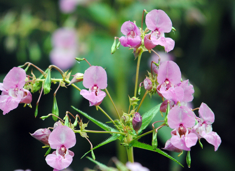 Himalayan balsam | The Wildlife Trusts
